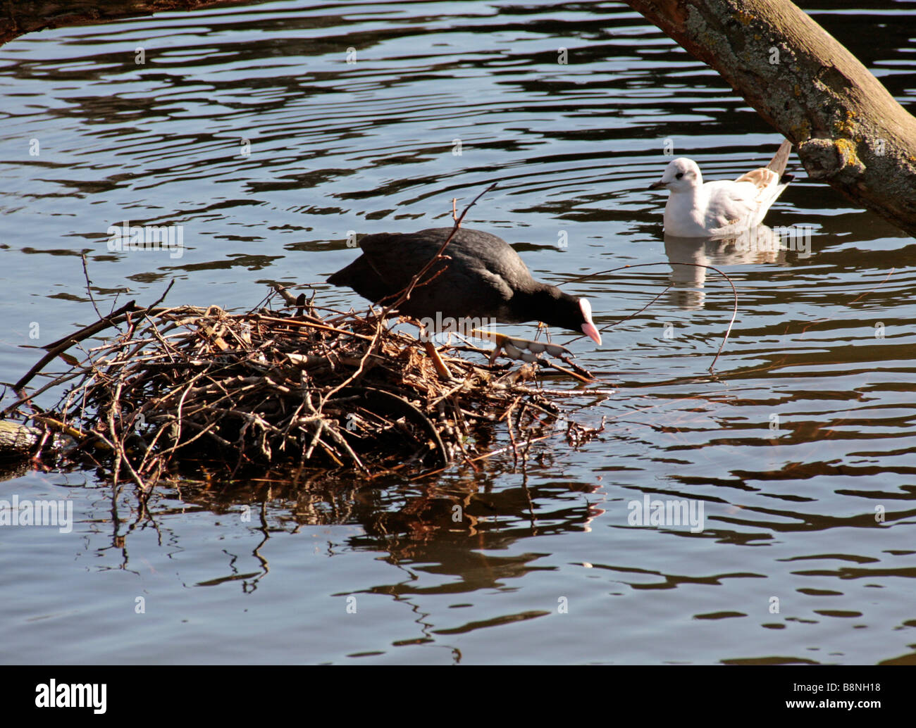 Coot on nest Stock Photo - Alamy