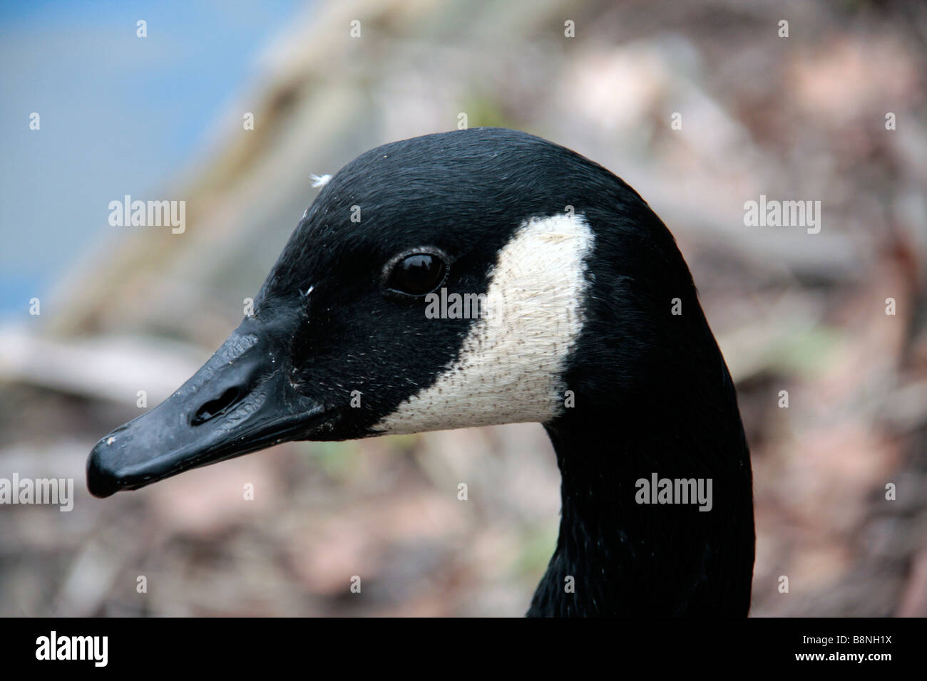 Canada goose head hi-res stock photography and images - Alamy