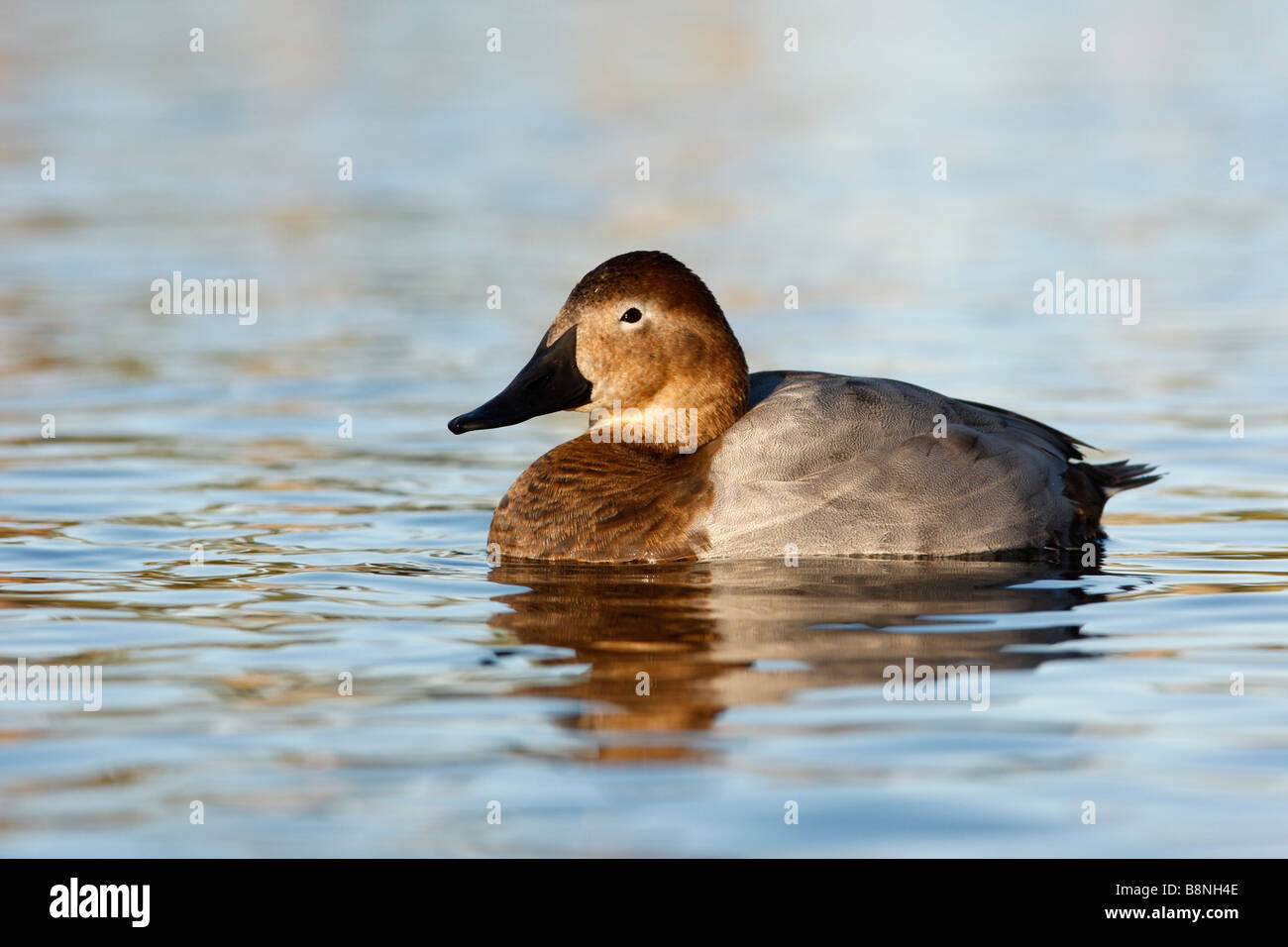 Canvasback Aythya valisineria female Arizona USA winter Stock Photo - Alamy