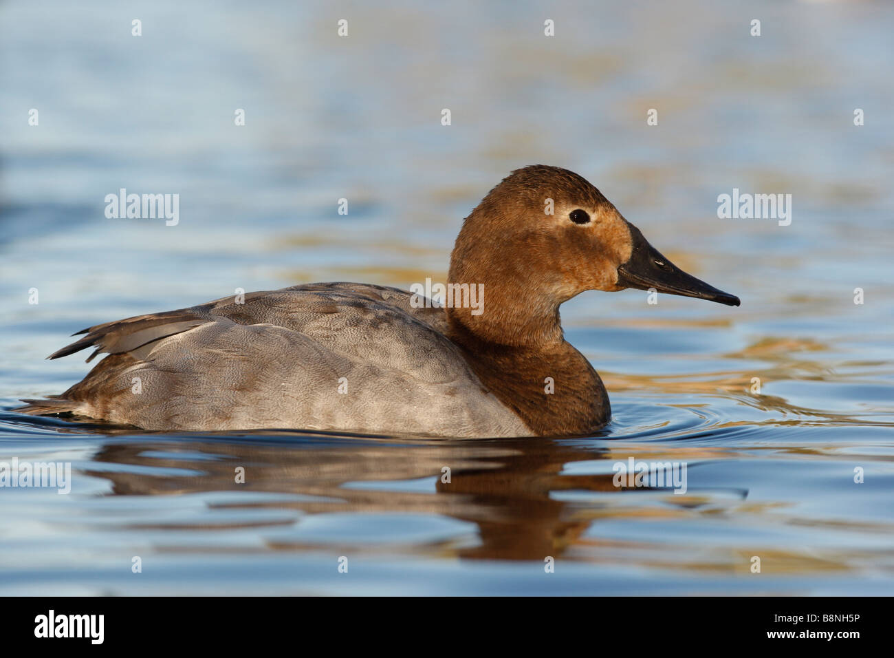 Female canvasback hi-res stock photography and images - Alamy