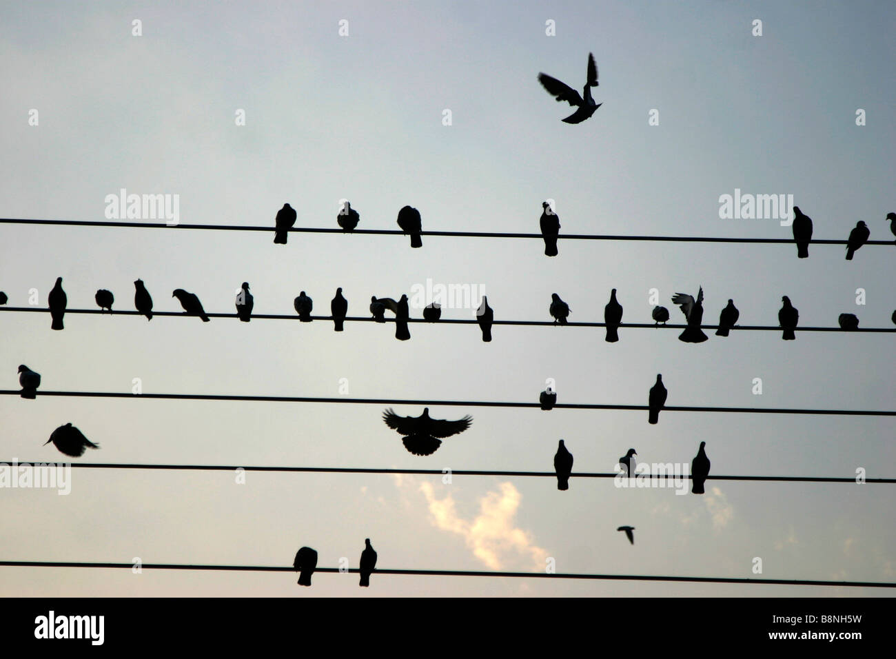 Birds on power lines Stock Photo - Alamy