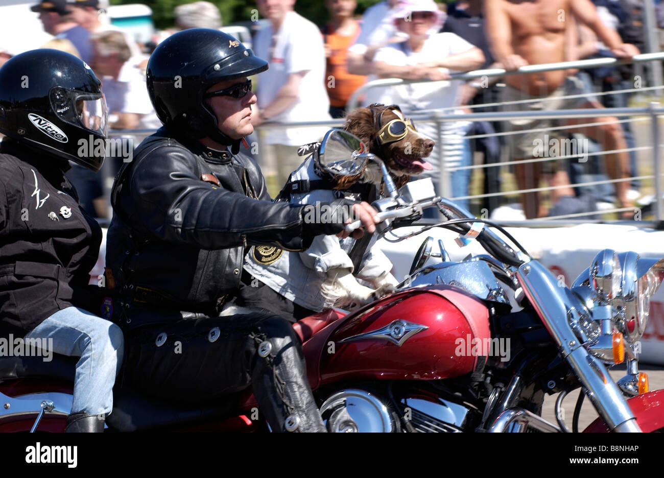 Dog rides on bike at the Motorcycle World Event, Beaulieu, Hampshire ...