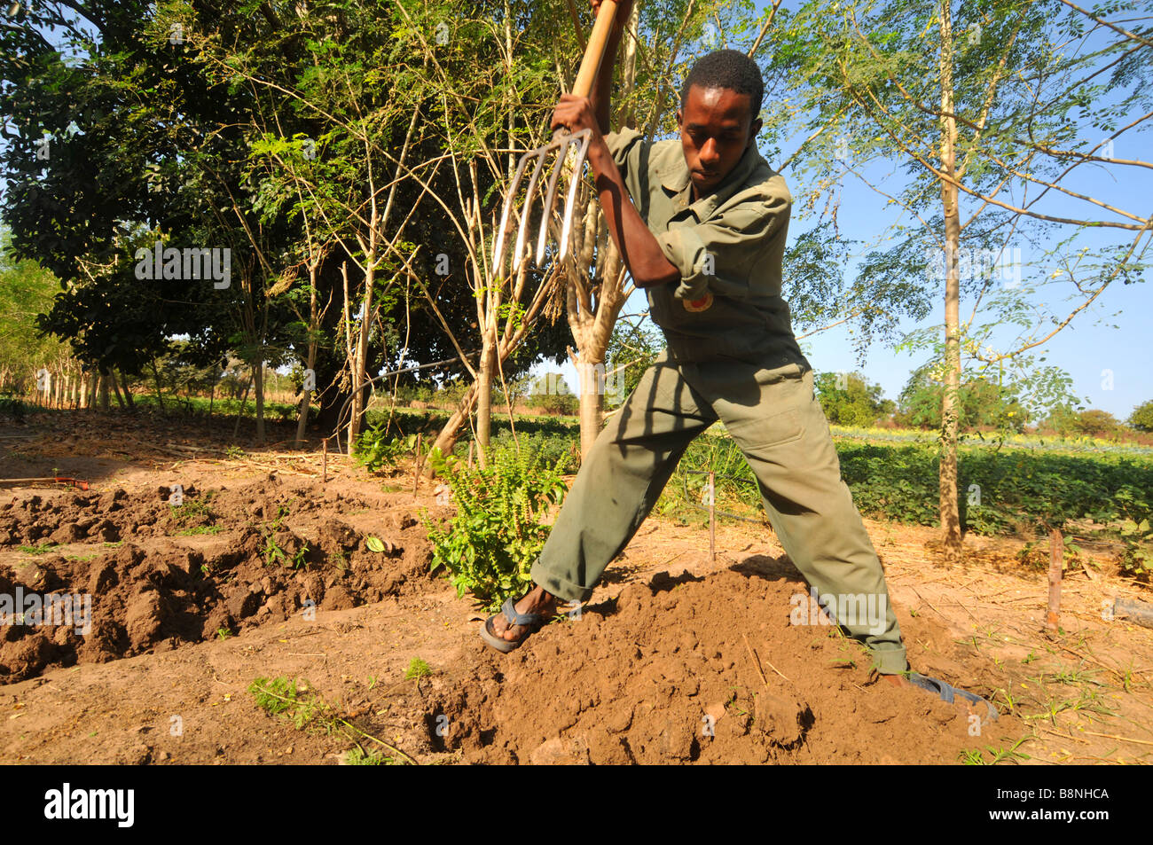 African farmer working in his field, The Gambia, West Africa Stock ...