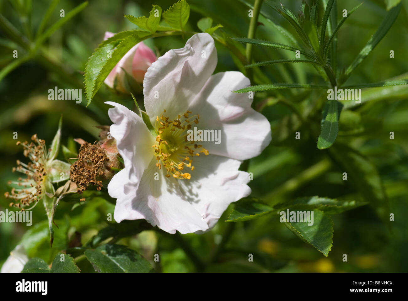 wild rose (Dog rose) Rosa canina Stock Photo - Alamy