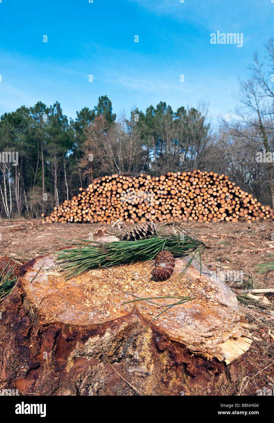 Commercial logging hi-res stock photography and images - Alamy