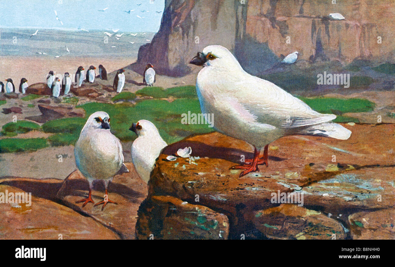 Snowy Sheathbill (Chionis alba Stock Photo - Alamy