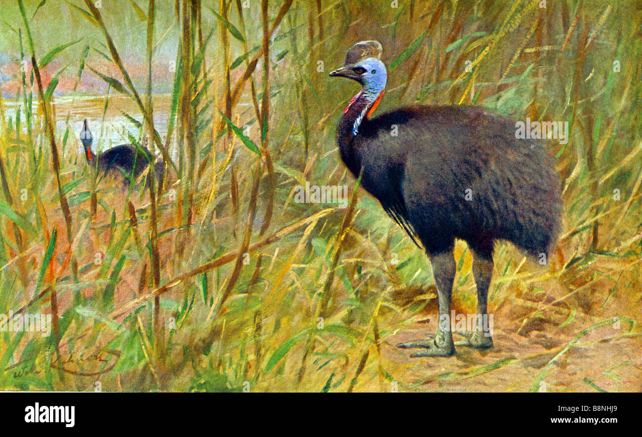 Southern Cassowary,(Casuarius casuarius Stock Photo - Alamy
