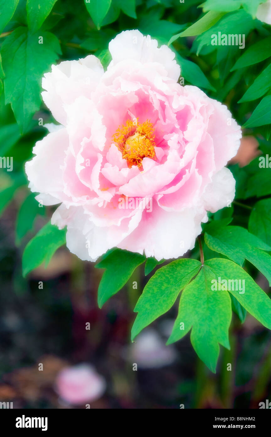 Pink Tree Peony Flower Fully Open Stock Photo - Alamy