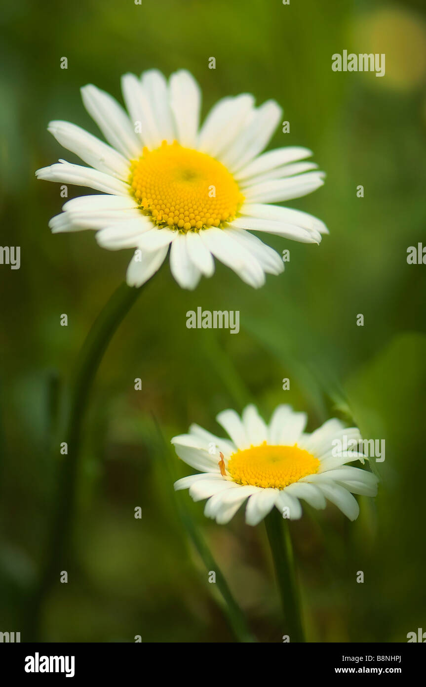 White Daisy Flower Duo. Mother and Child Stock Photo - Alamy