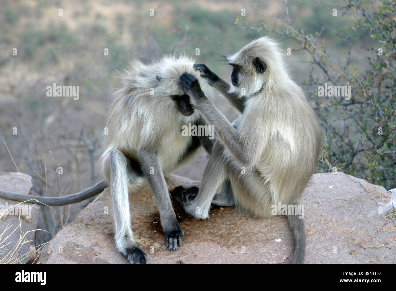 Two monkeys grooming in India Stock Photo - Alamy