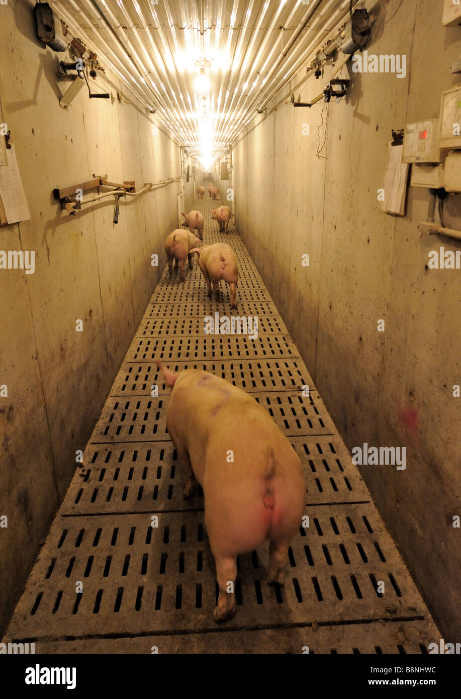 Getting hogs ready for shipping Stock Photo - Alamy