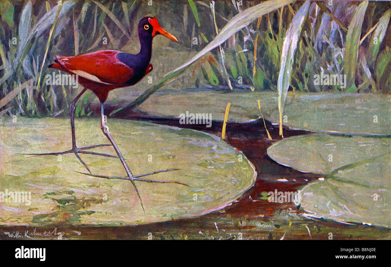 Wattled Jacana, Jacana jacana Stock Photo - Alamy