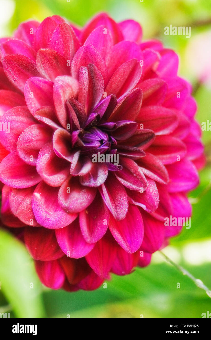Dahlia young plants hi-res stock photography and images - Alamy