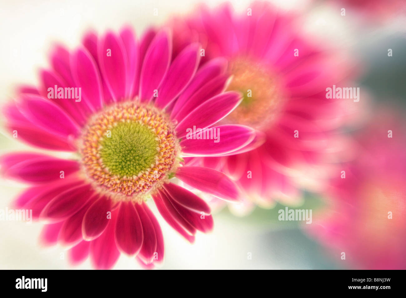 Two pink gerbera daisies hi-res stock photography and images - Alamy