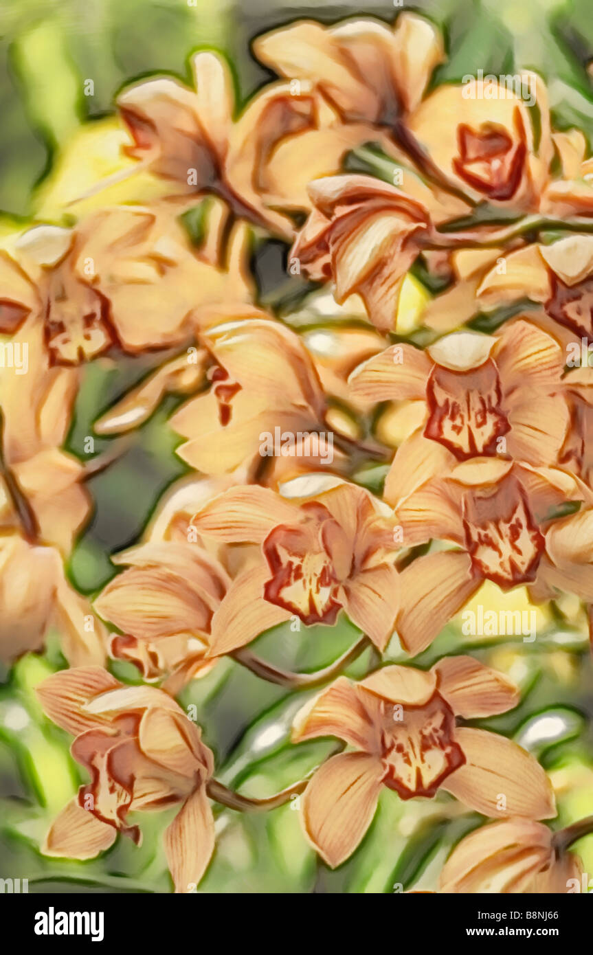 Pattern of Cymbidium Orchid Group in Full Bloom Stock Photo - Alamy