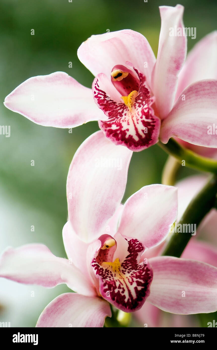 Two Pink Cymbidium Orchids Touching Stock Photo - Alamy