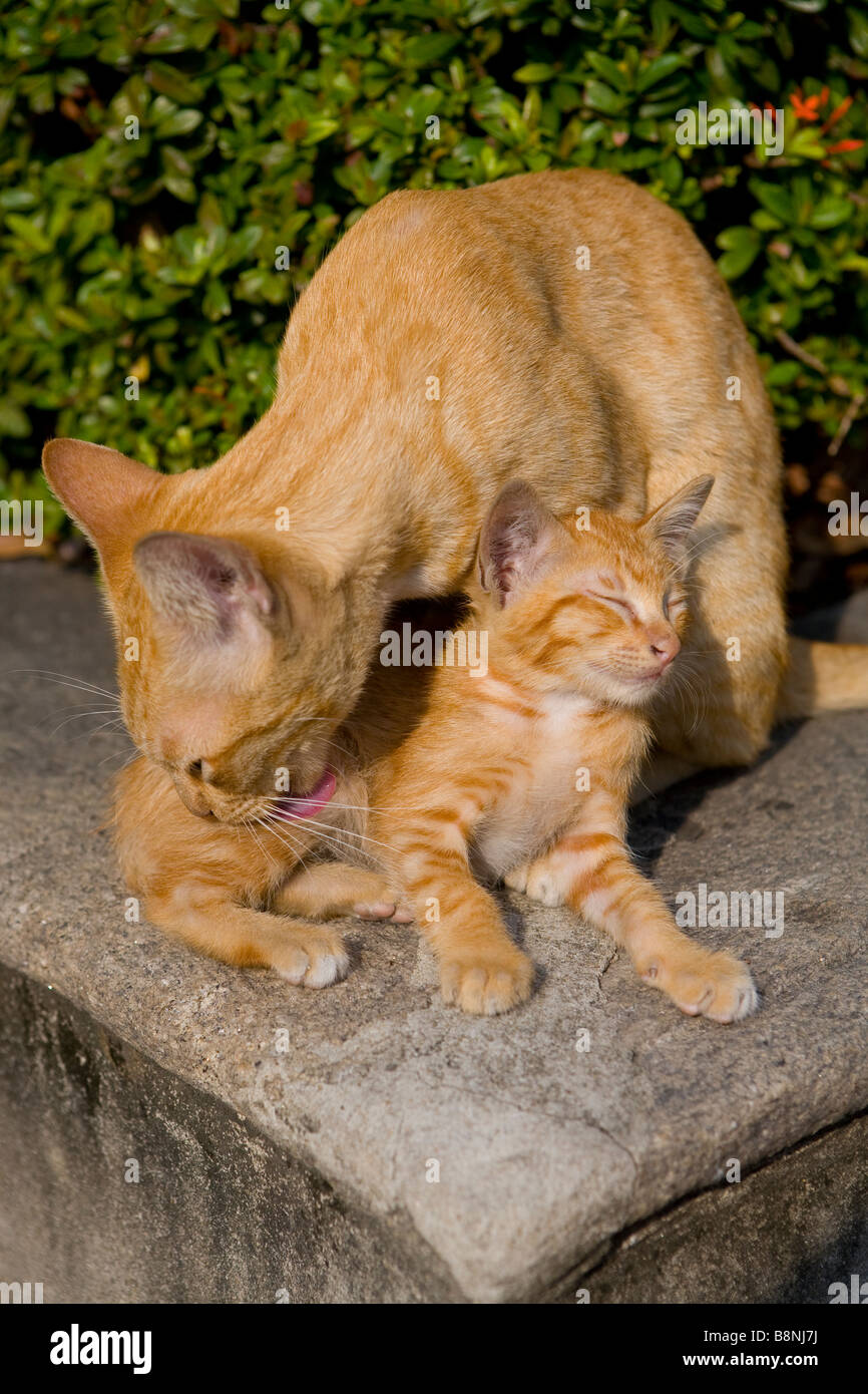 Mother preening hi-res stock photography and images - Alamy