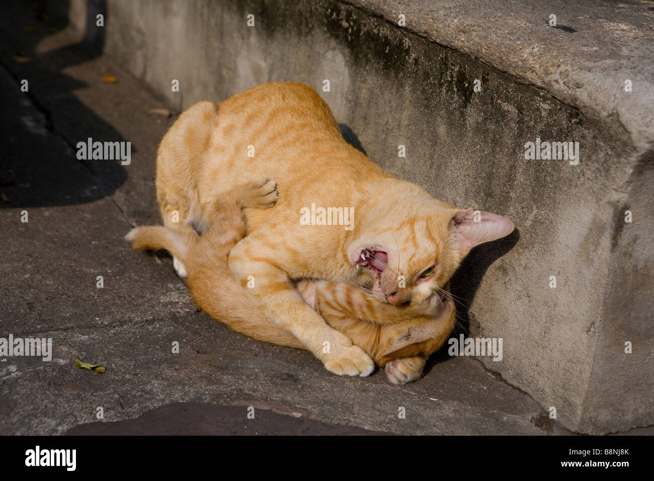 Mother cat preening baby cat shot in wat pho Bangkok Thailand Stock ...