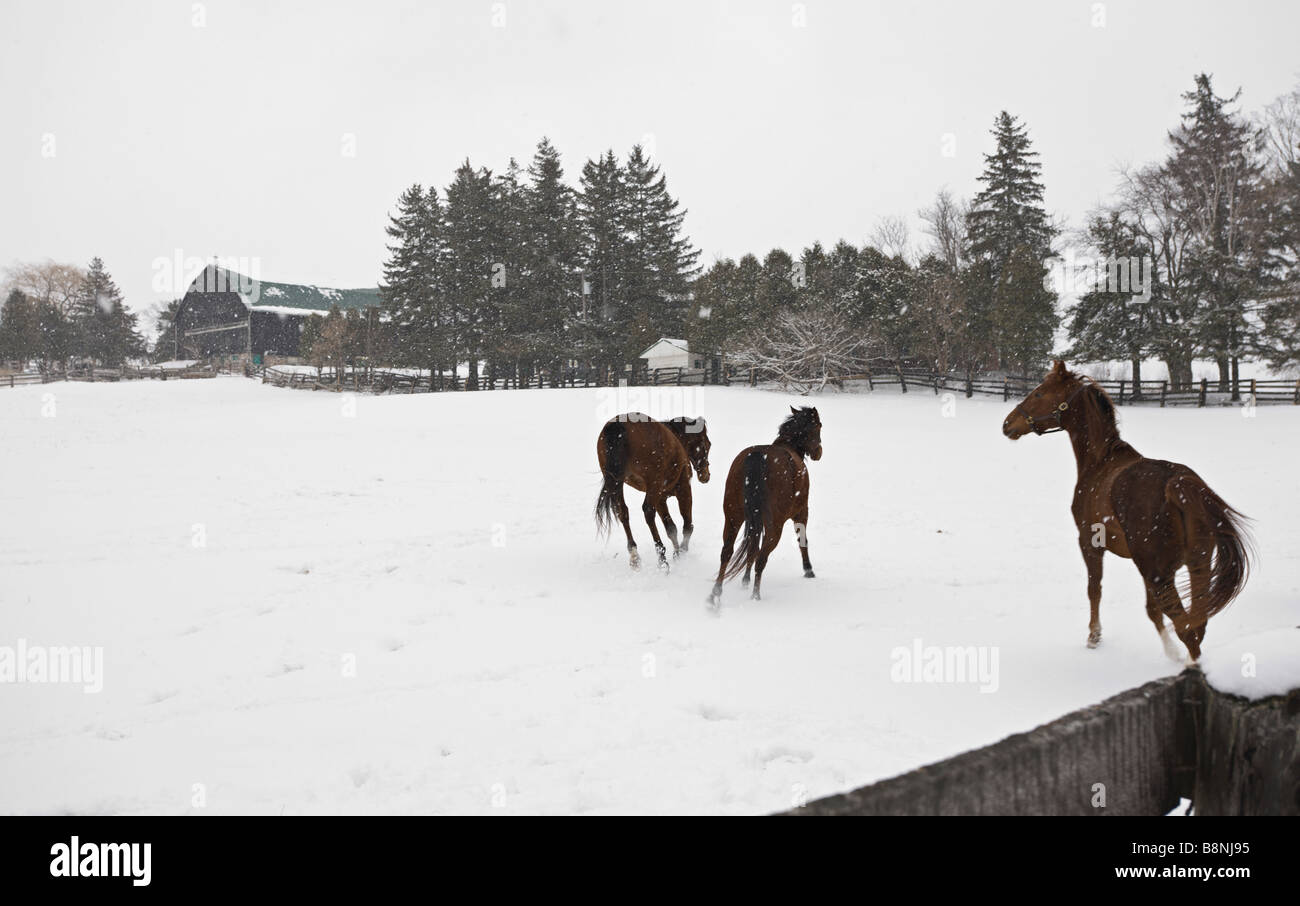 Horses running in snow hi-res stock photography and images - Alamy