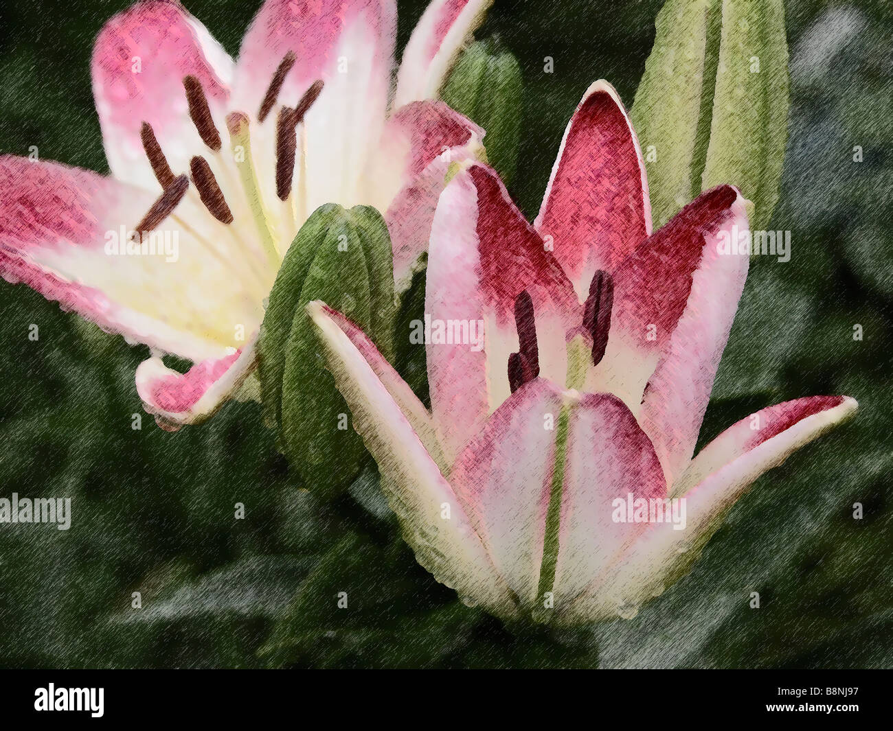 Pink asiatic lily hi-res stock photography and images - Alamy