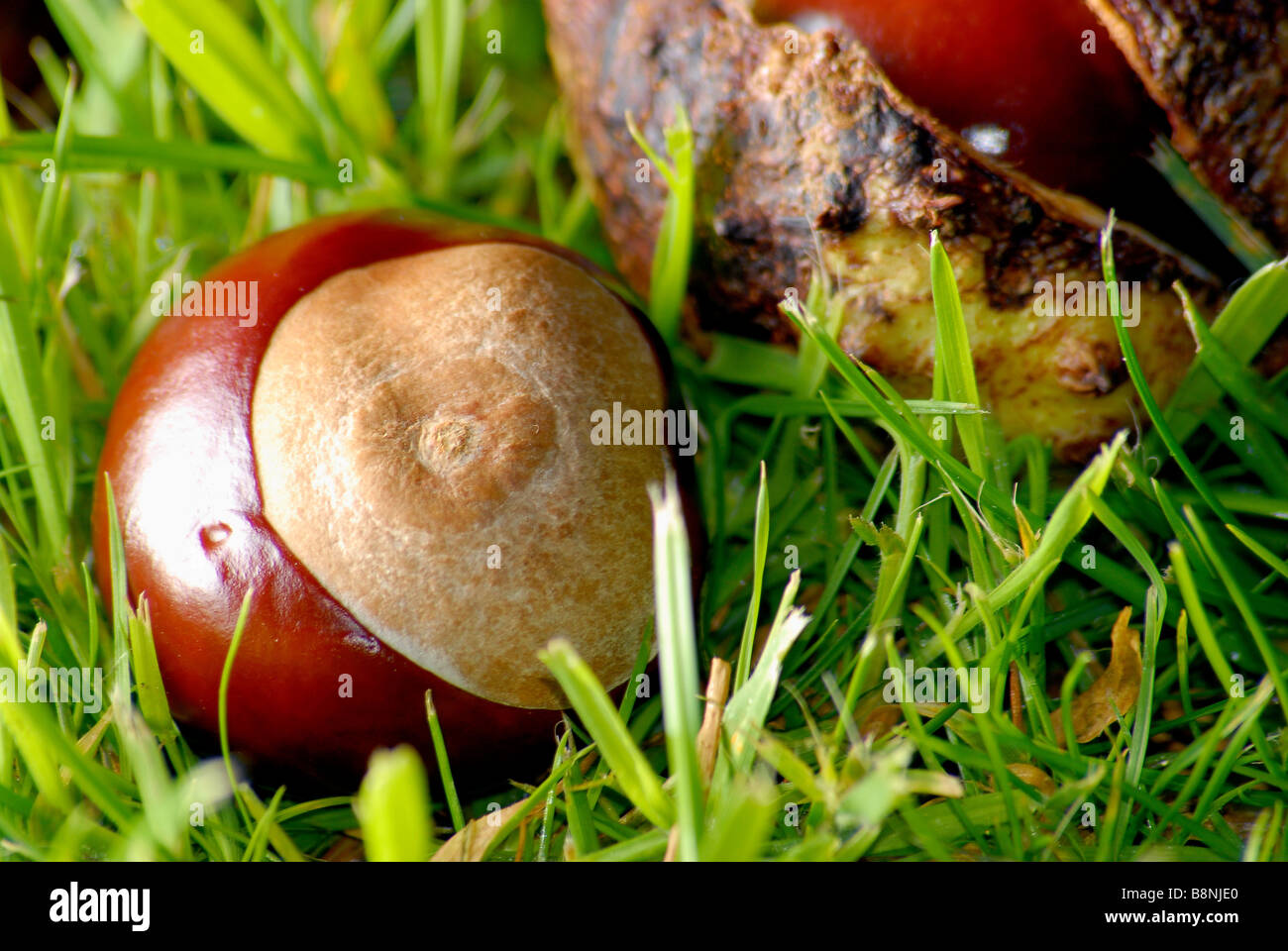 a conker in the grass Stock Photo - Alamy
