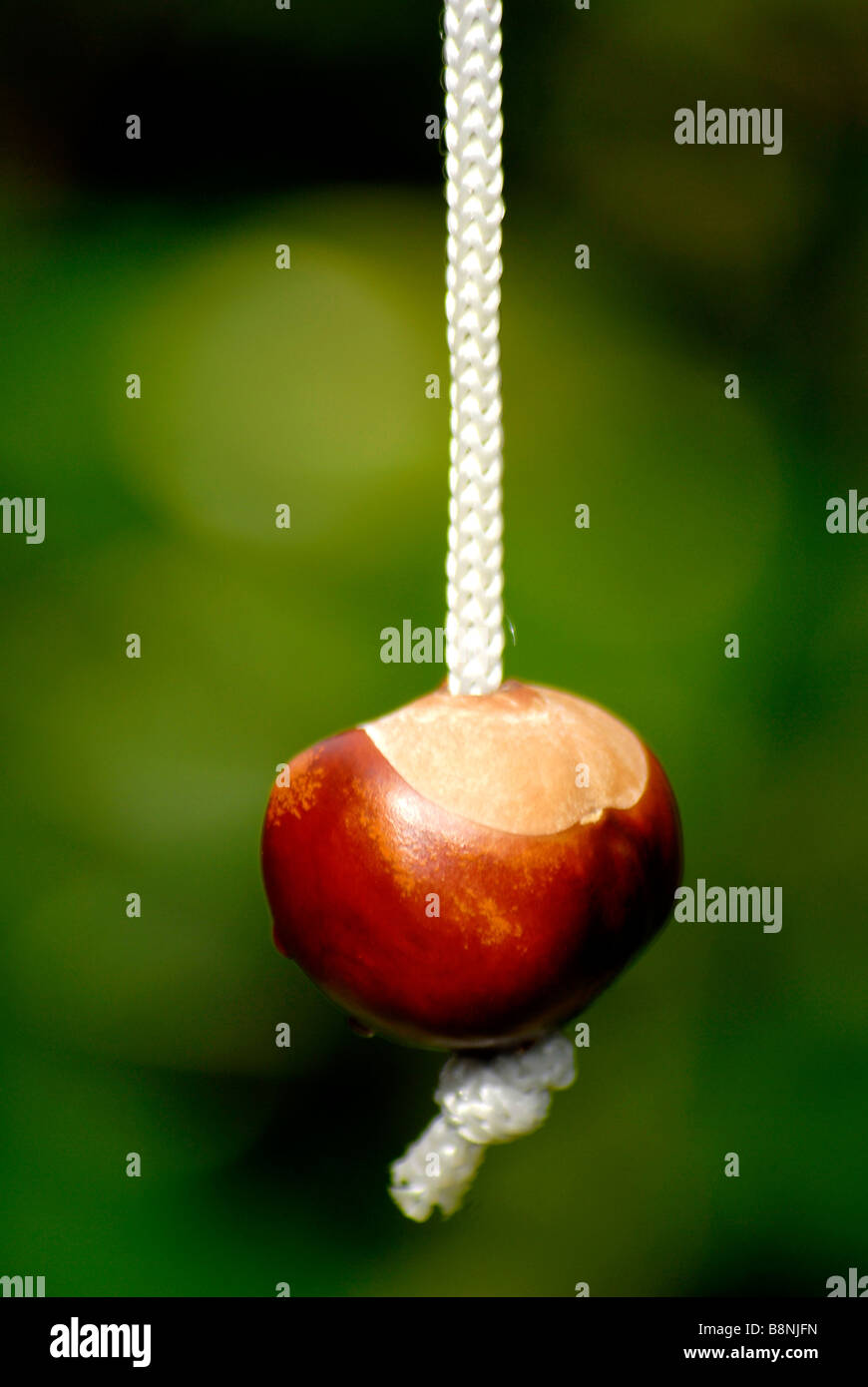 a conker on a string Stock Photo - Alamy