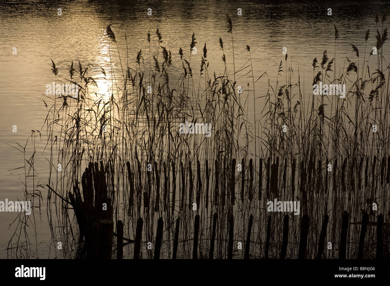 Reeds and rushes hi-res stock photography and images - Alamy