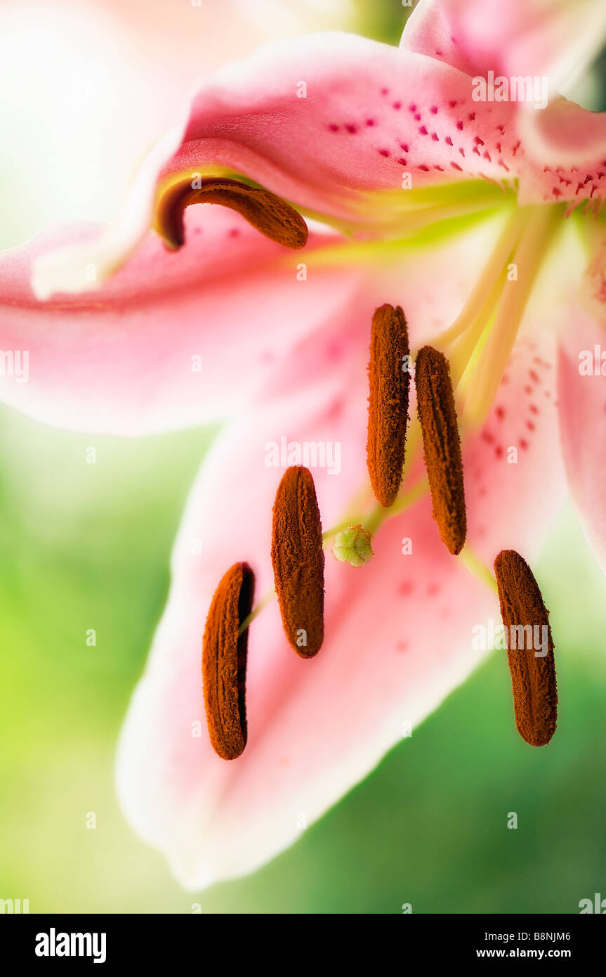 A Close-up of Gorgeous Pink Oriental Lily Stock Photo - Alamy
