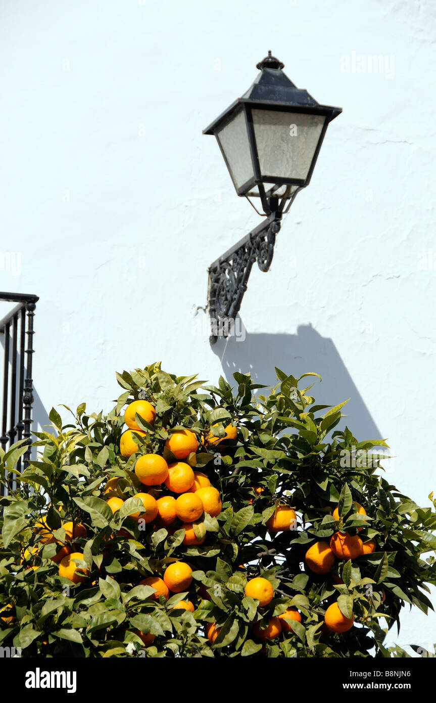 Spanish orange tree bearing ready to pick oranges situated in the town ...