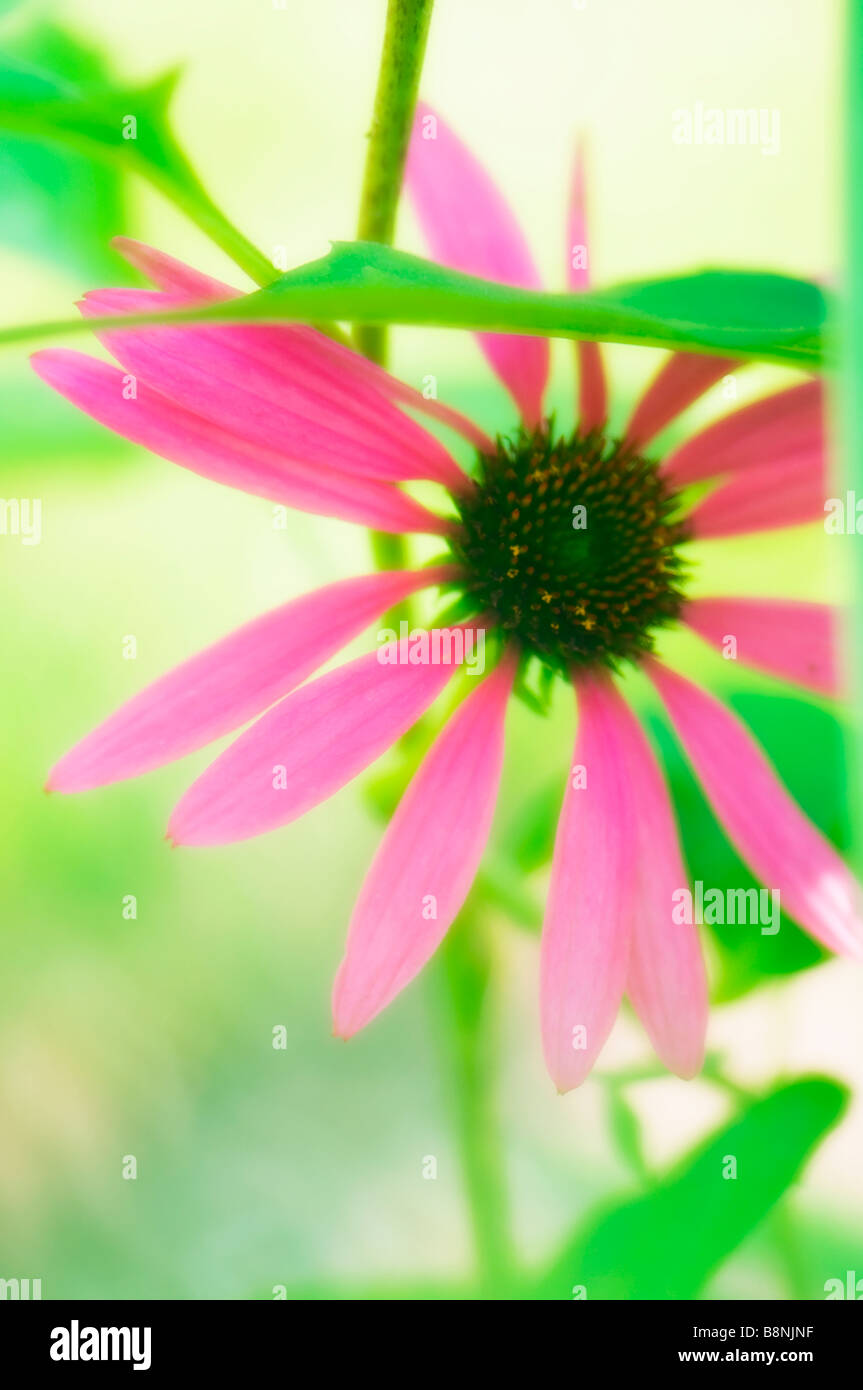 Pink Coneflower Peeking From Under a Green Leaf, Sunlit Background ...