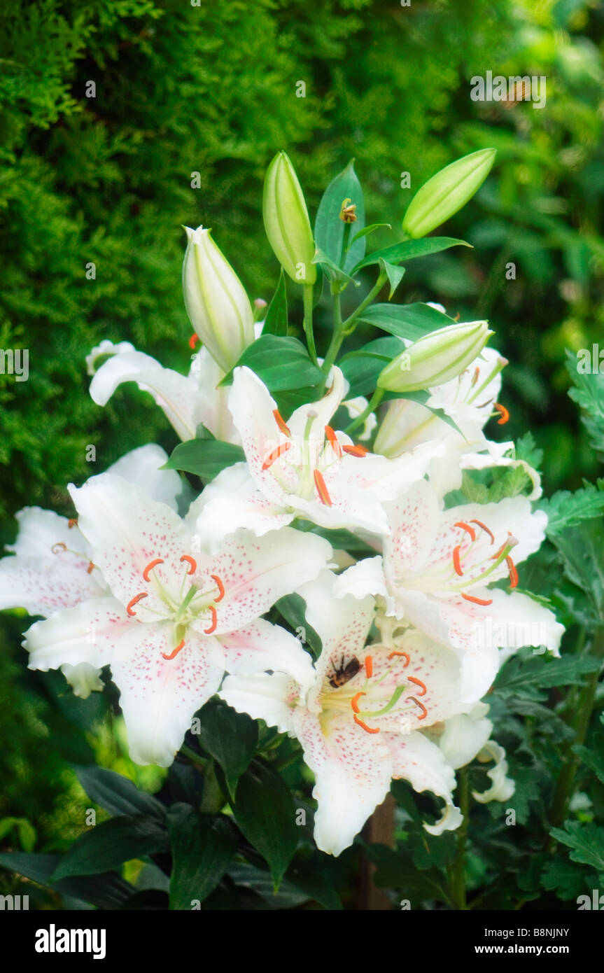 Natural White Lily Bouquet. Inflorescence Covered with Blooms Stock ...