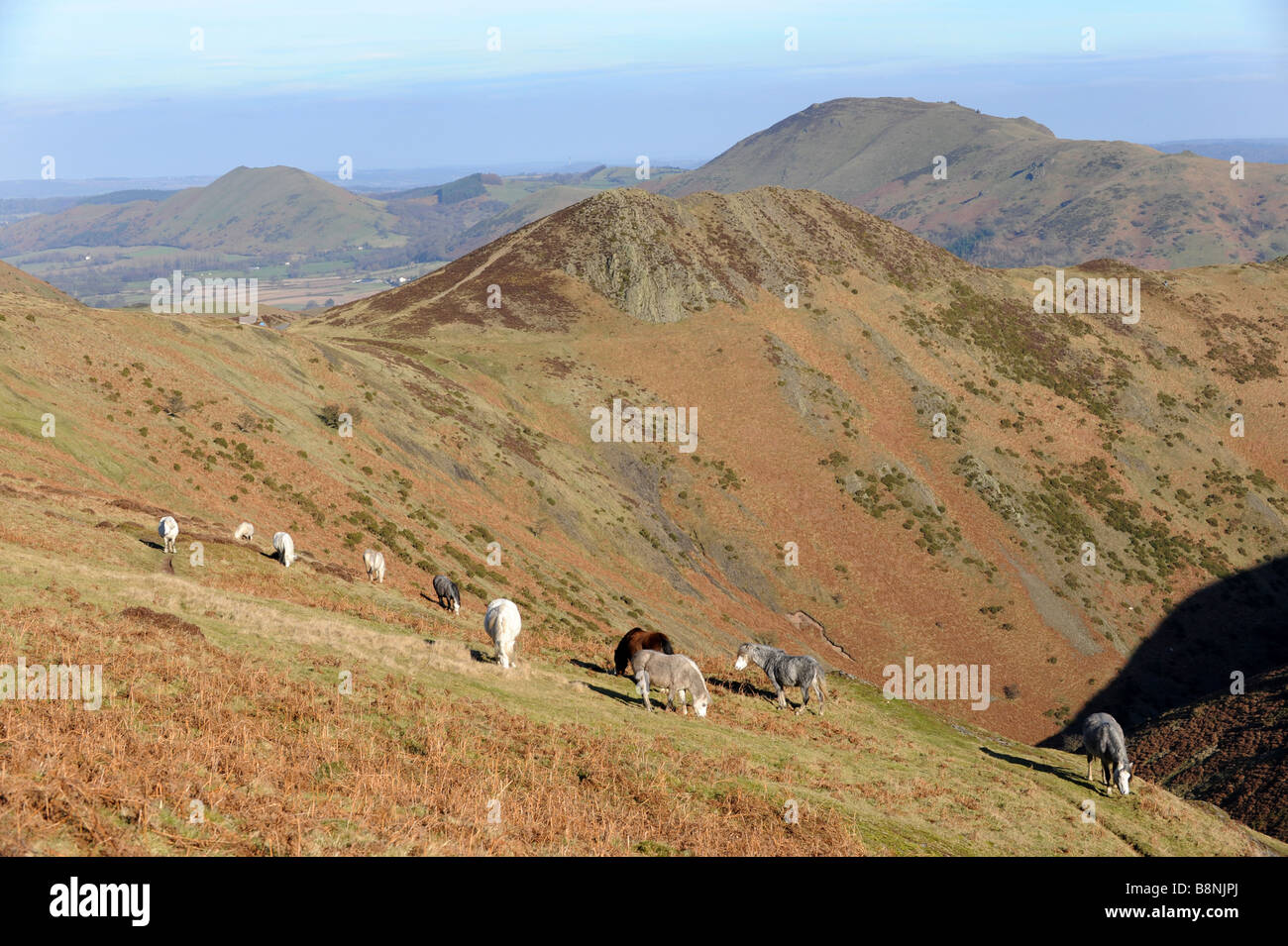 Wild horses on The Long Mynd Church Stretton Shropshire England Uk ...