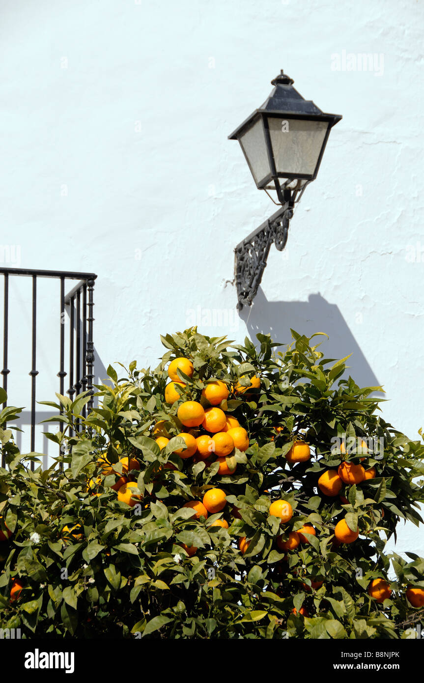 Spanish orange tree bearing ready to pick oranges situated in the town ...