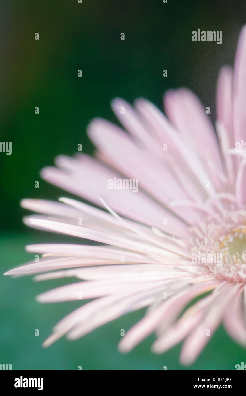 Washed with pink hi-res stock photography and images - Alamy