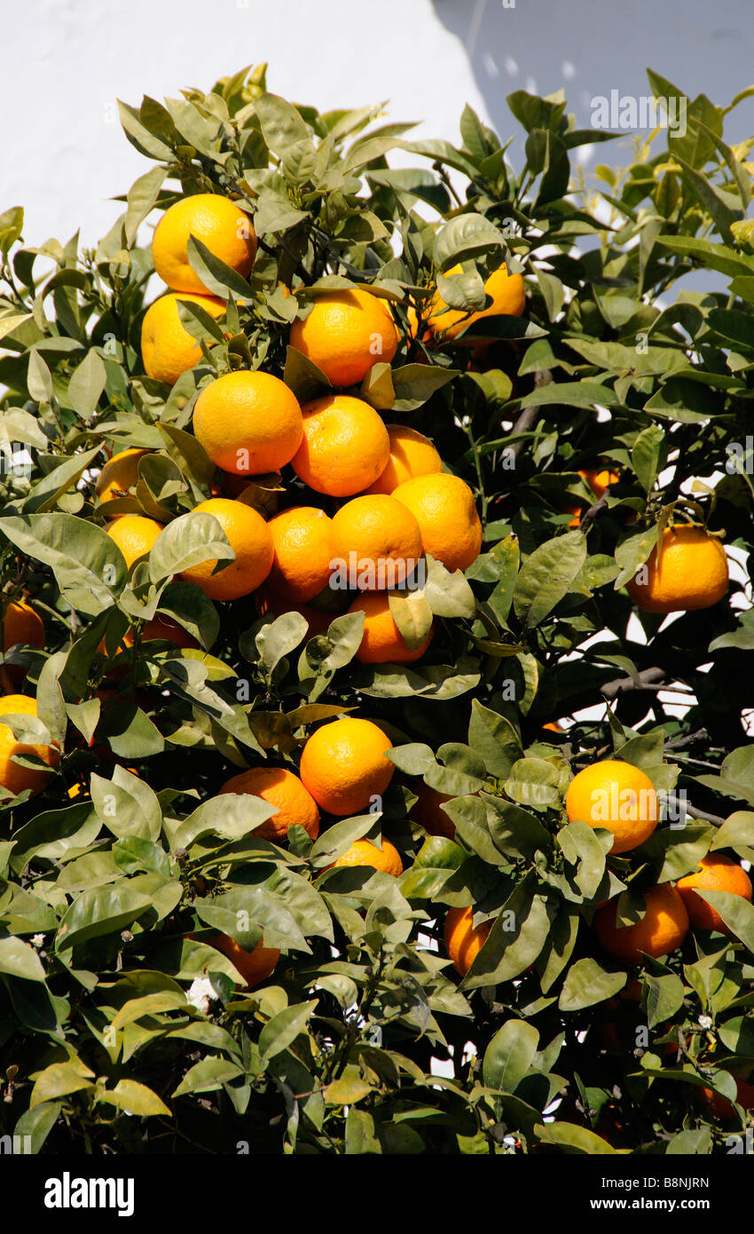 Tree Bearing Fruit Stock Photos & Tree Bearing Fruit Stock Images - Alamy