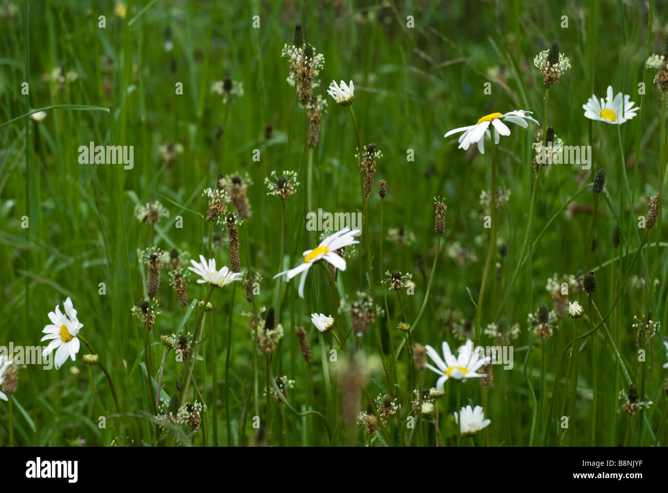 Natural history of british grasses hi-res stock photography and images ...