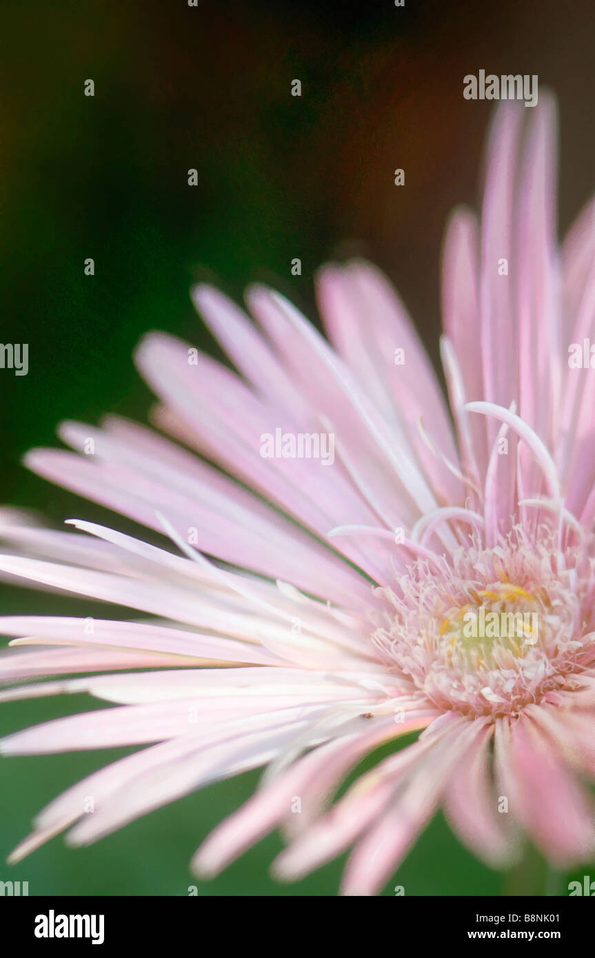 Half of Washed Out Pink Gerbera Daisy Flower Stock Photo - Alamy