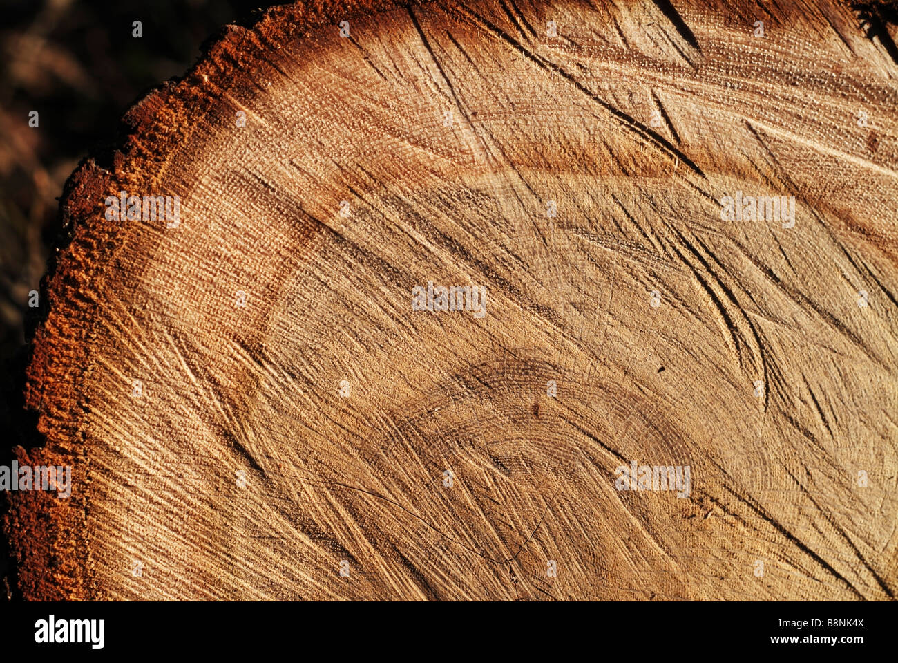 Felling marking hi-res stock photography and images - Alamy