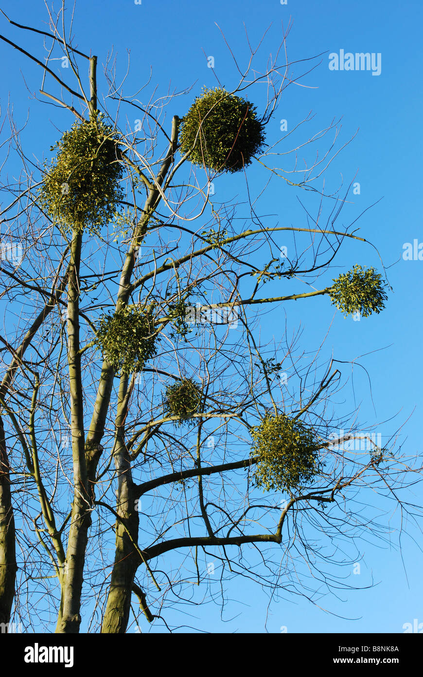 Mistletoe tree hi-res stock photography and images - Alamy