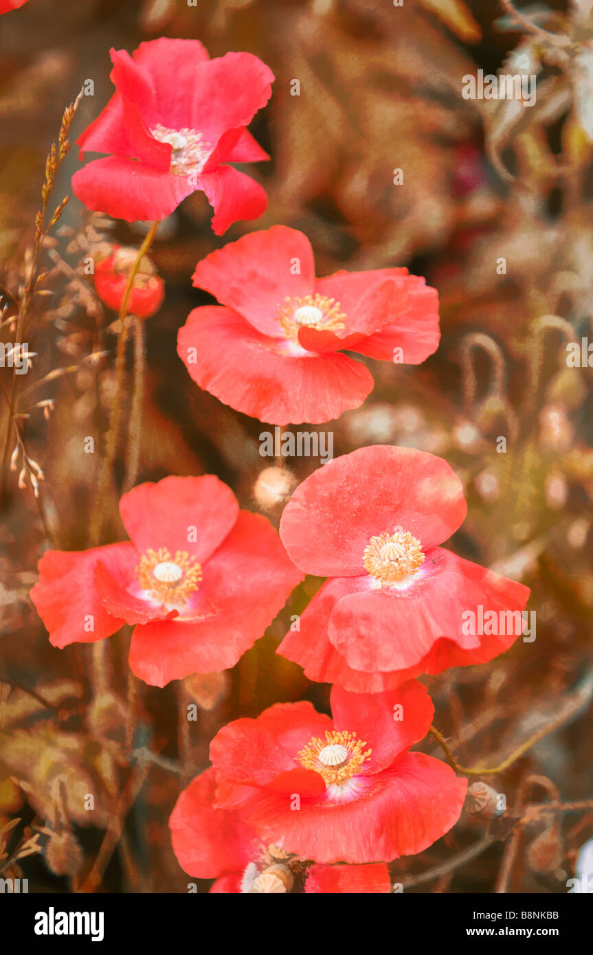 A Group Of Red Shirley Poppy Flowers, Indian Summer Background Stock ...