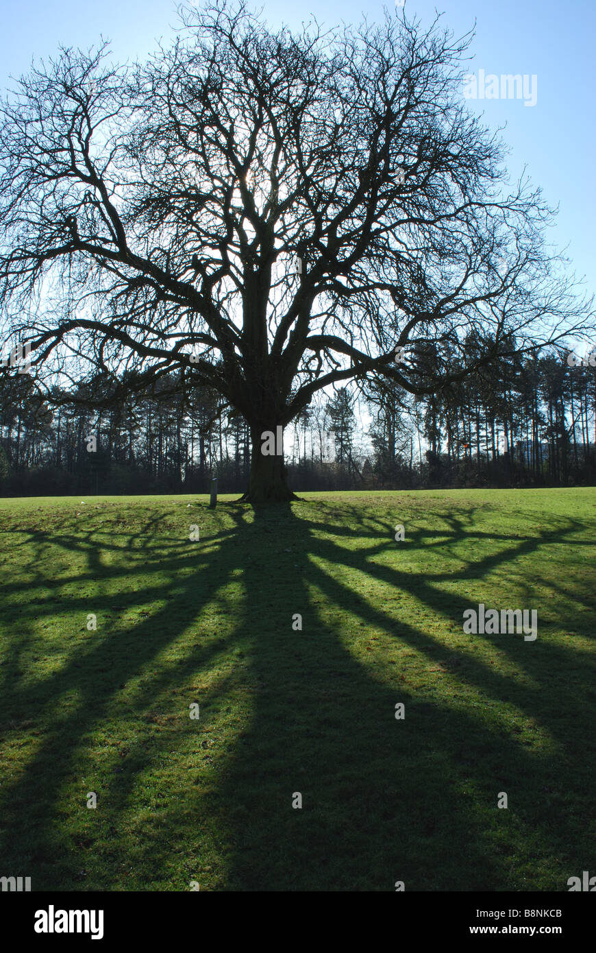 Long shadow of a tree in Trent Park, Hertfordshire Stock Photo - Alamy