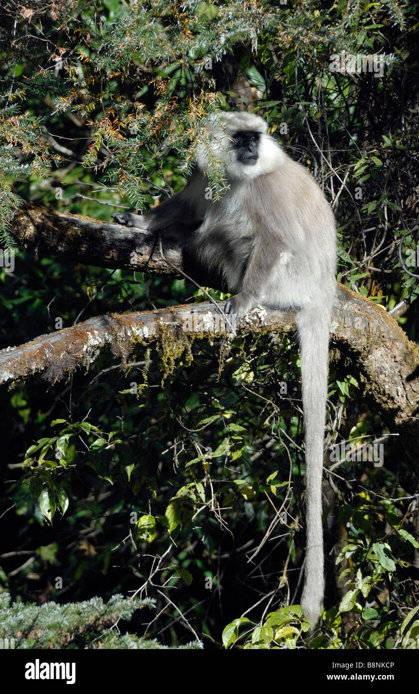 A Nepal Gray Langur (Semnopithecus schistaceus) sitting on a tree ...