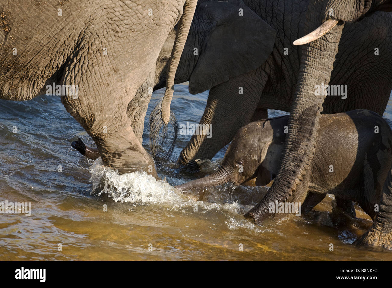 Elephant baby mother help hi-res stock photography and images - Alamy