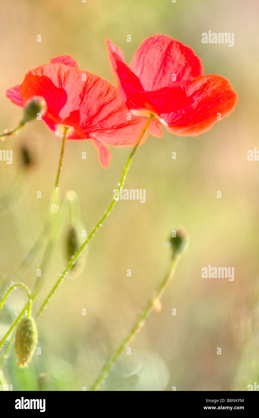 Two poppy flowers hi-res stock photography and images - Alamy