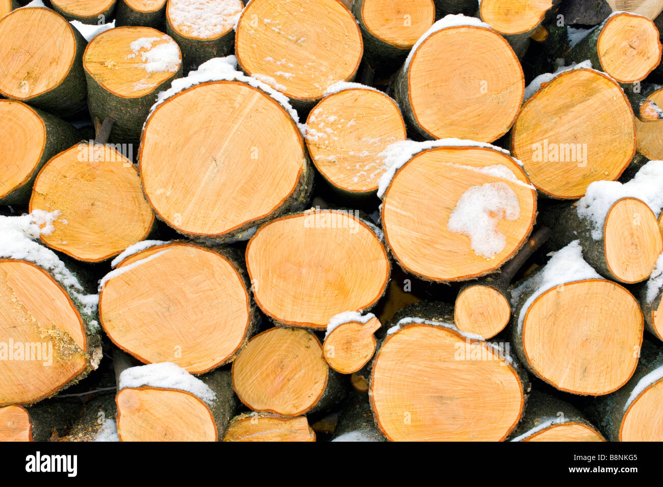 Pile of big tree logs saw cut pattern in winter partly covered with ...