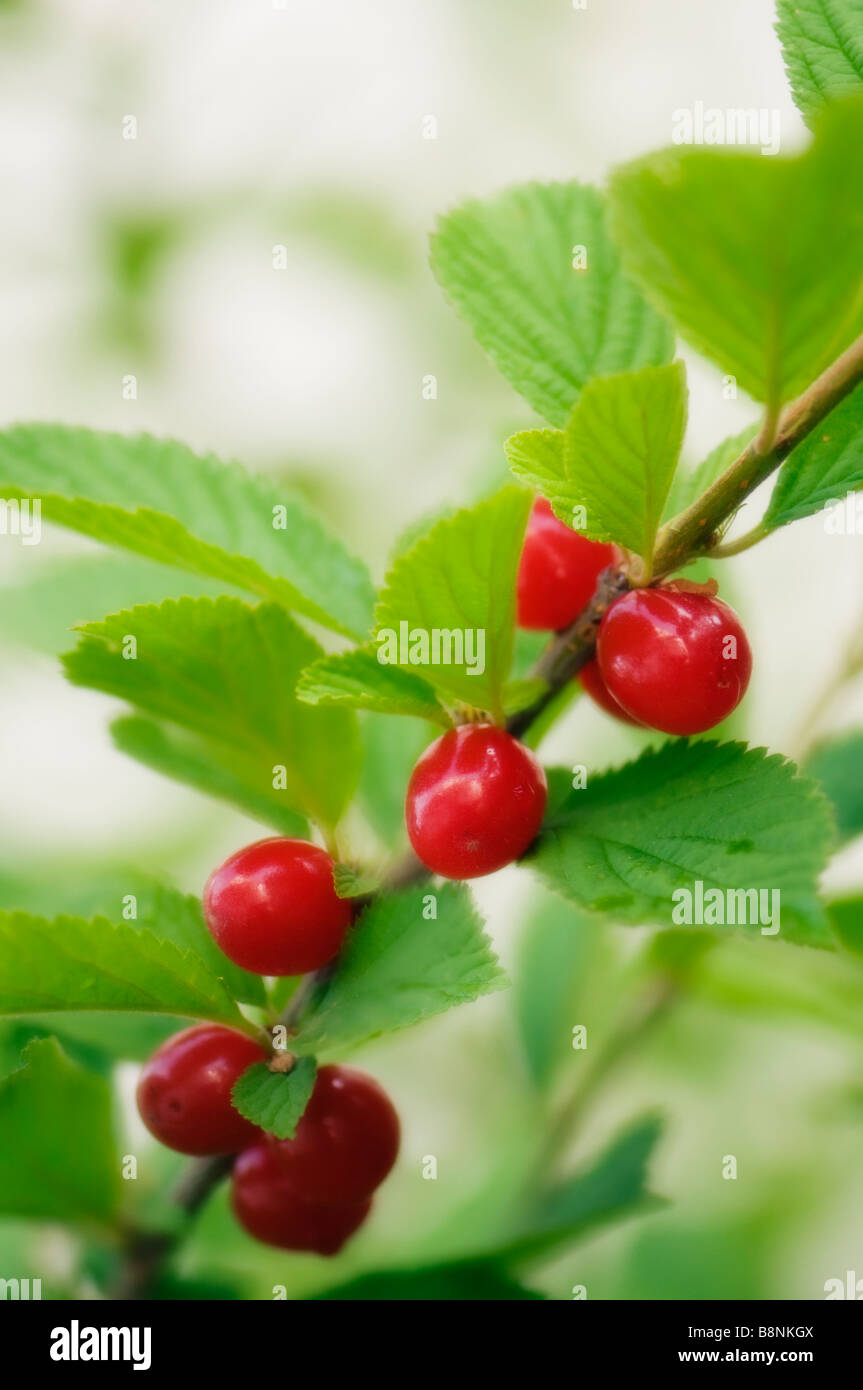 Nanking Bush Cherry In Fruit Stock Photo - Alamy
