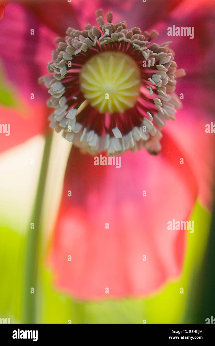 Open poppy flower hi-res stock photography and images - Alamy