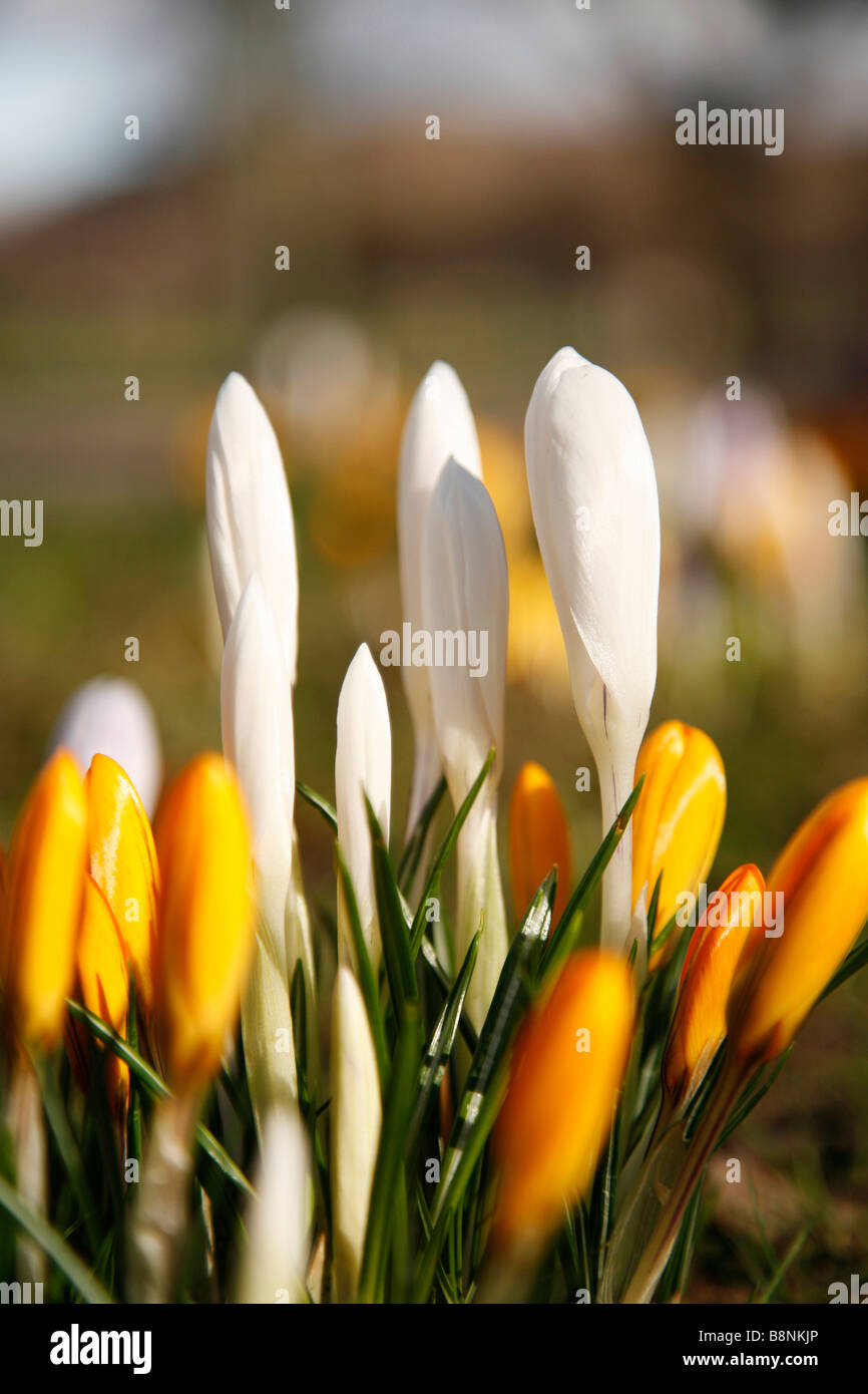 White flowers with yellow centre hi-res stock photography and images ...