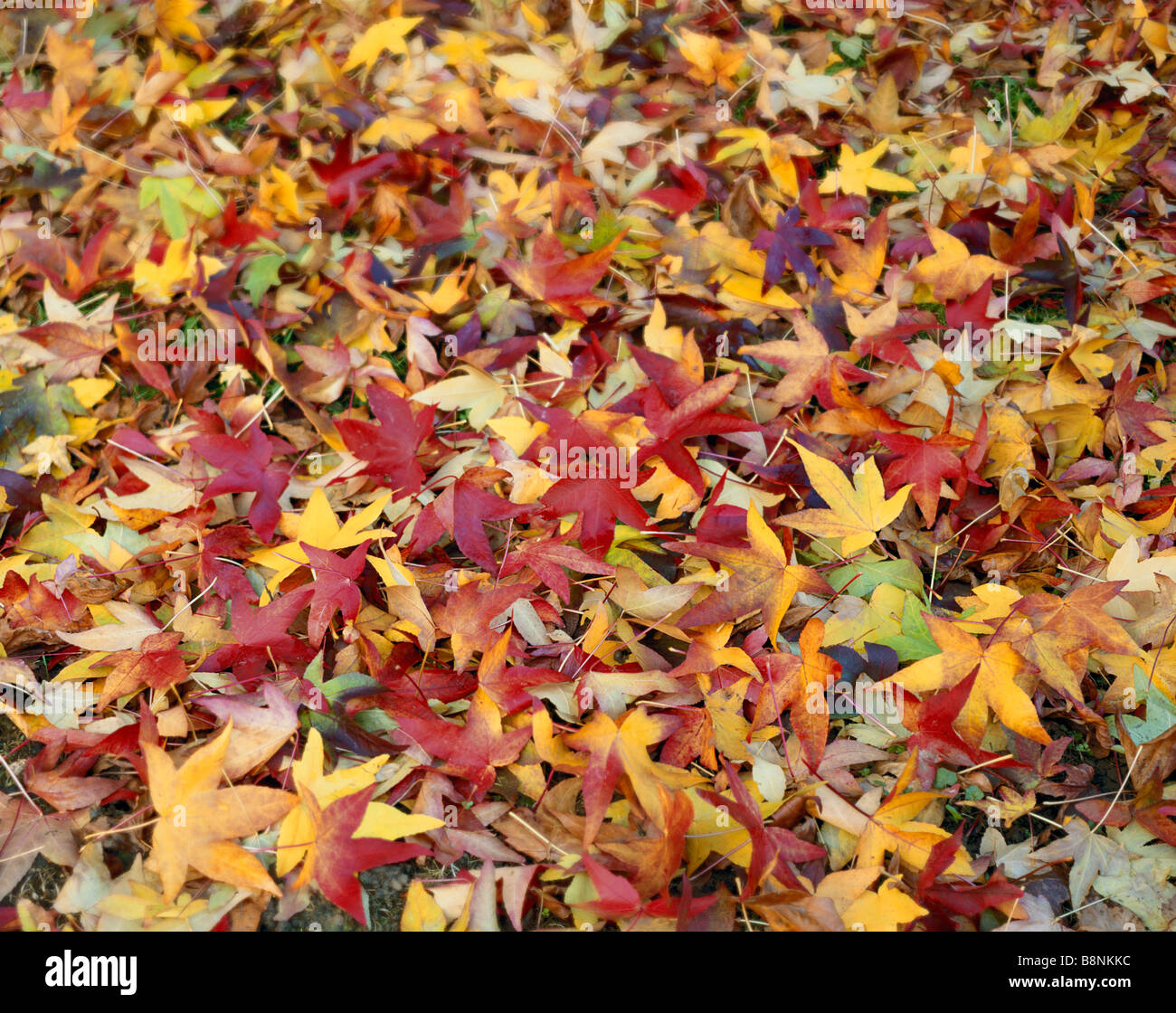 Colourful fall leaves in hi-res stock photography and images - Alamy