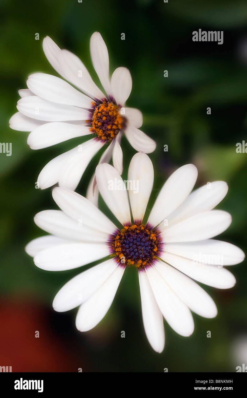 One petal missing hi-res stock photography and images - Alamy